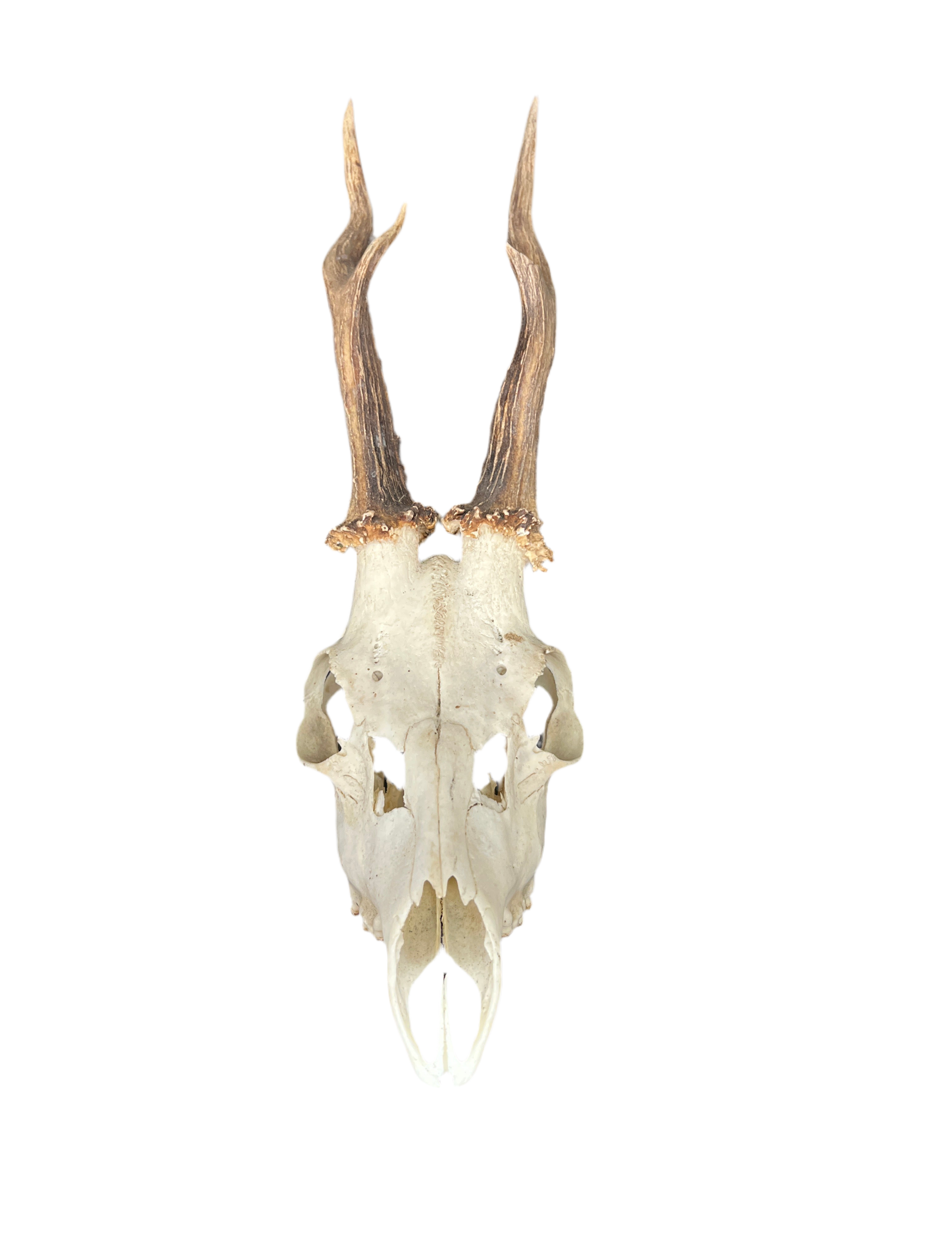 Roe Deer Skull – FLORA & FAUNA